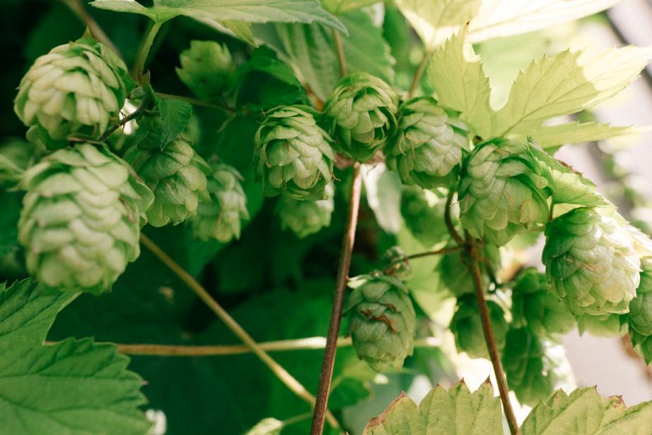 Craft IPAs, DIPAs and Session IPA Beers | indiebeer
